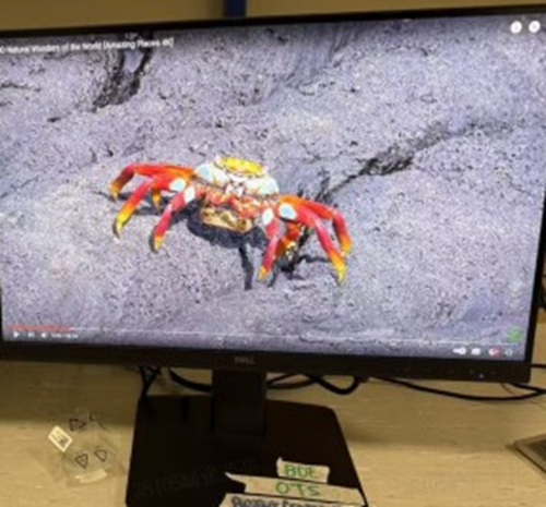 Dell SE2225HM Monitor Exhibits Color Shift or Washed Out Colors | Dell ...