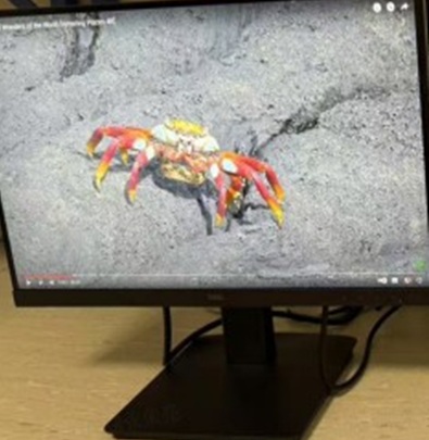 Dell SE2225HM Monitor Exhibits Color Shift or Washed Out Colors | Dell ...